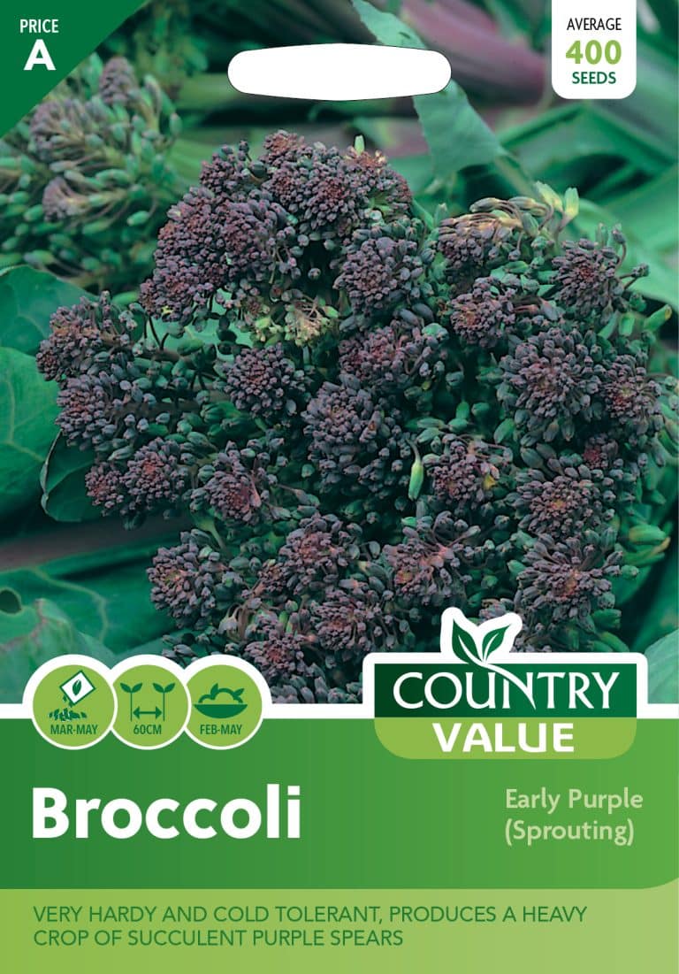 Broccoli Early Purple (Sprouting) - Holden Garden Machinery